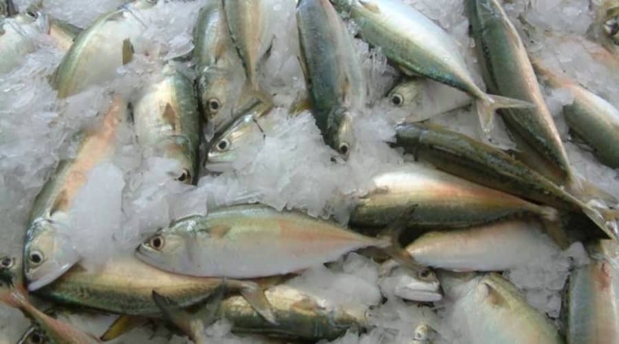 Over OMR 35 million the value of insured Omani export sales to United ...