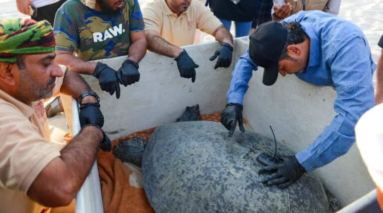 Oman's EA launches project for tracking turtles via satellite - Arabian ...
