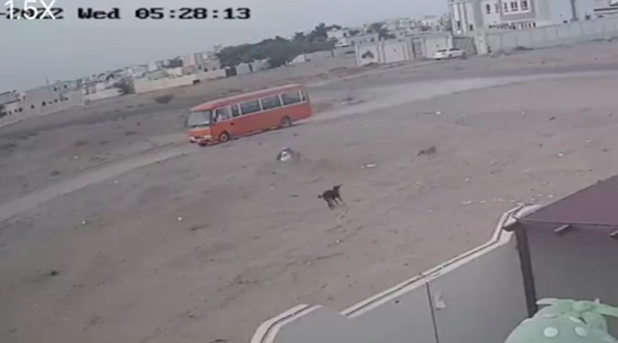 Video: Stray dogs attack school student in Oman - Arabian Daily News