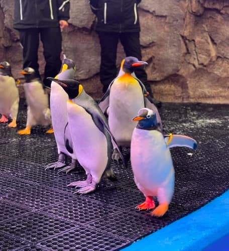 Snow Oman Opens Tomorrow, Tickets and Packages - Arabian Daily News