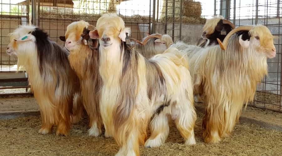 National project for Omani goat breeding in Oman continues - Arabian ...