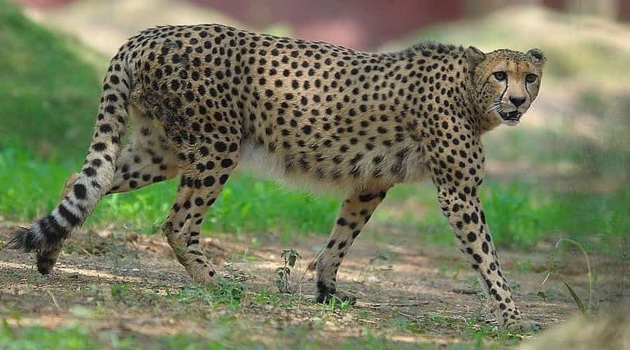 India Prepares to Welcome 12 African Cheetahs - Arabian Daily News