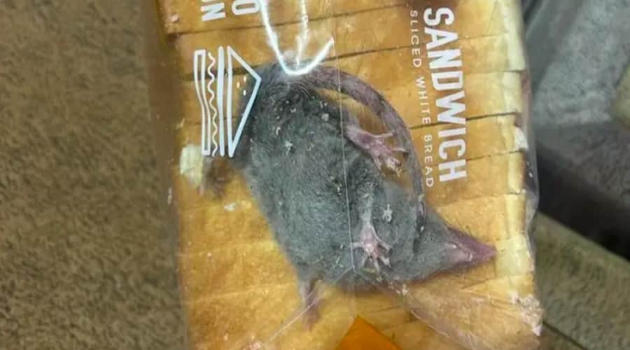 Video: Man finds live rat inside packet of bread in India delivered by ...
