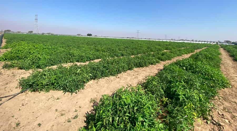 Over 850 tons of agricultural crop production in Oman's Madha - Arabian ...