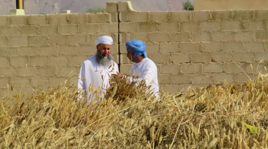 Oman’s Manah Farmers harvesting 160 acres of wheat crop - Arabian Daily ...