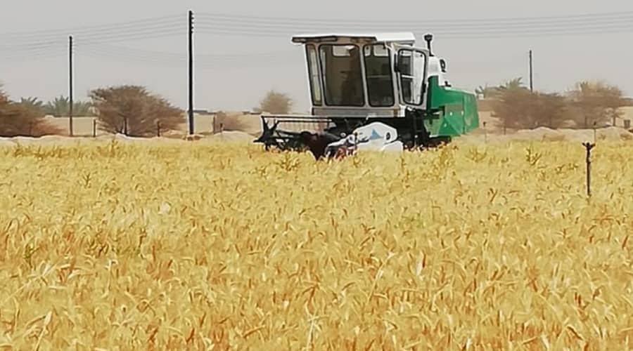 Wheat Harvest Begins on 63 acres field in Adam - Arabian Daily News