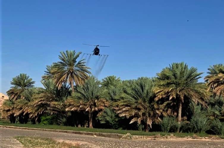 Aerial spraying campaign to combat Dubas bug in Oman's Dhank - Arabian ...