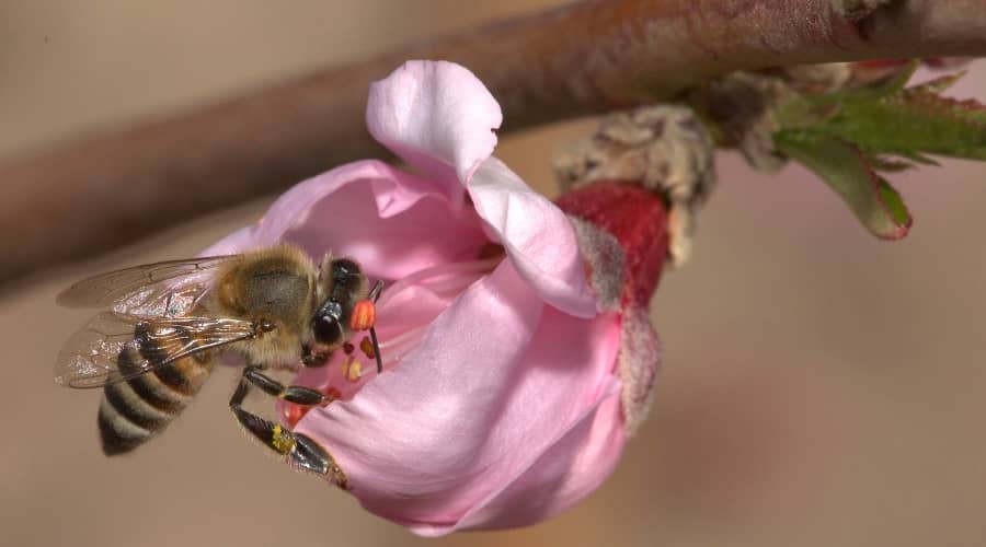 Oman celebrates World Bee Day - Arabian Daily News