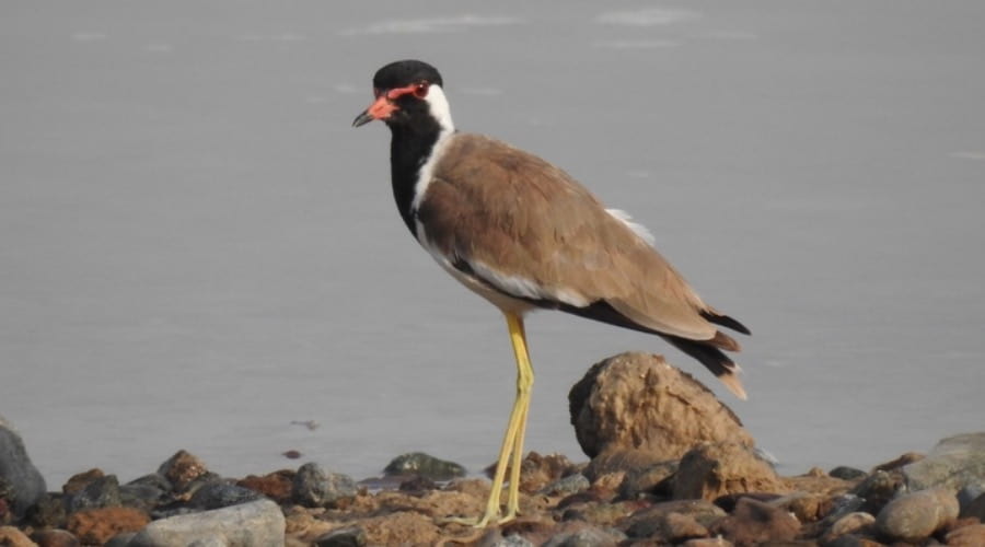 27 species of migratory birds spotted in Oman's North Batinah - Arabian ...