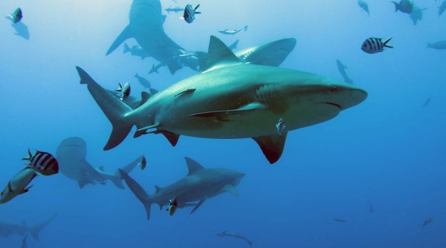 Shark Trade Halted: Oman Puts 3-Month Ban on All Permits - Arabian ...