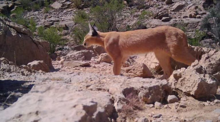 Camera Traps Capture Rare Arabian Lynx and Wolf in Oman’s Mountains ...